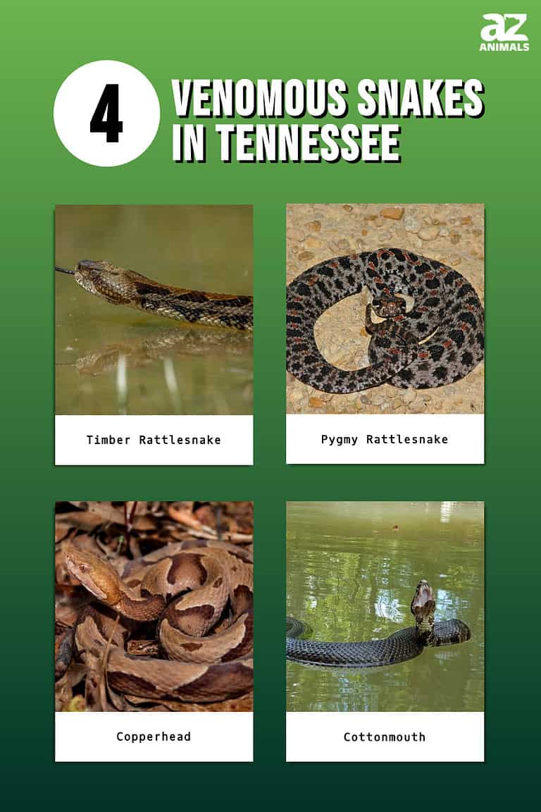 Discover the 4 Poisonous Snakes in Tennessee - A-Z Animals