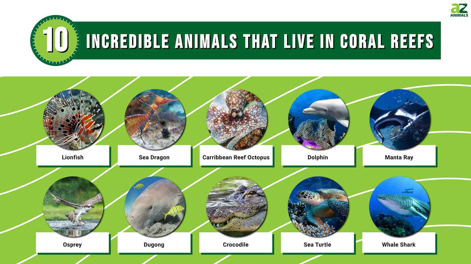 Animals That Depend on Coral Reefs for Survival - A-Z Animals
