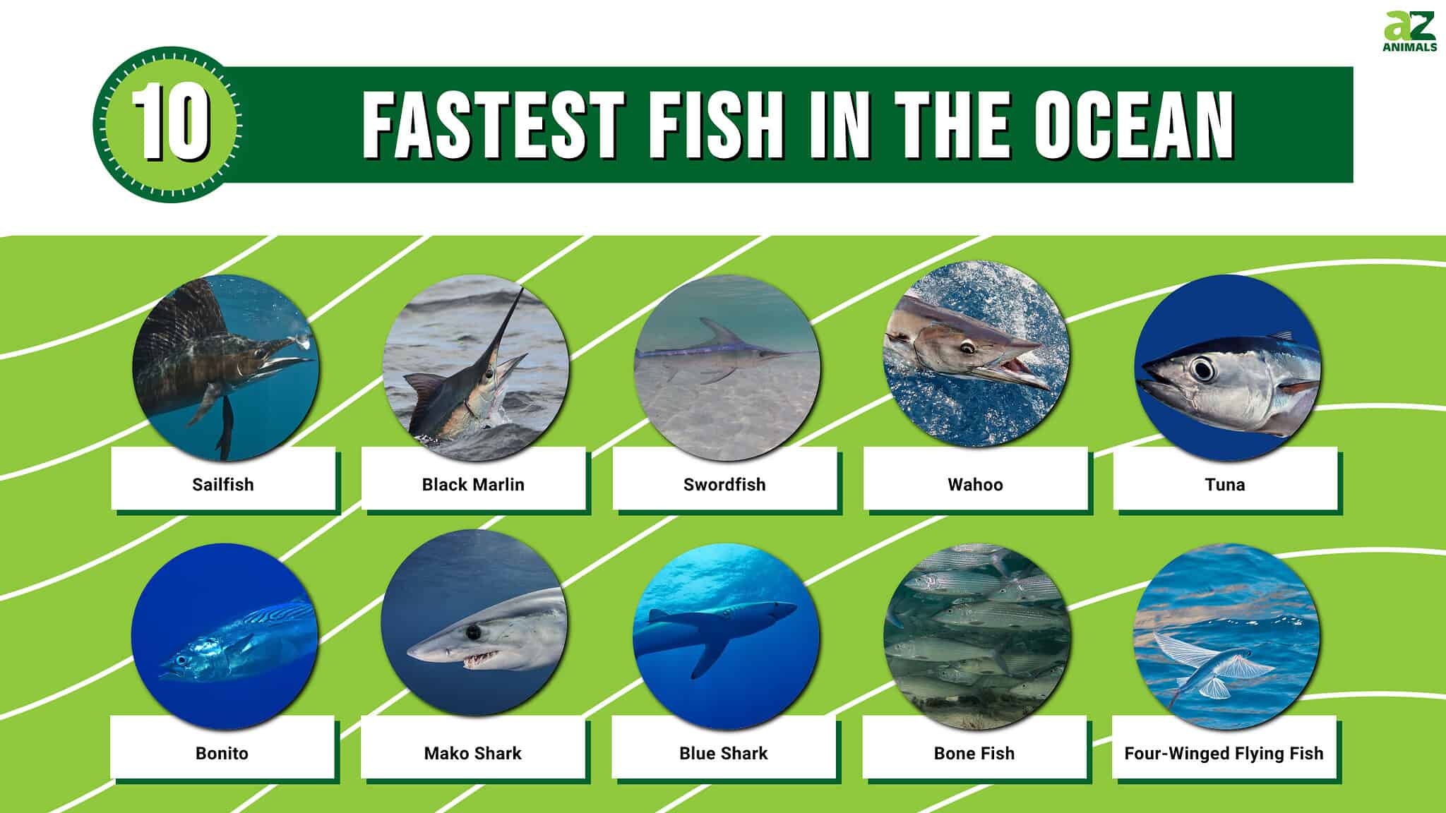 The 10 Fastest Fish in the Ocean - A-Z Animals