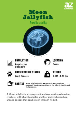 Moon Jellyfish Animal Facts - Aurelia aurita - A-Z Animals