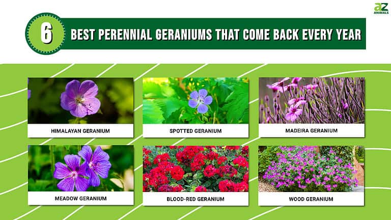 The 6 Best Perennial Geraniums That Come Back Every Year - A-Z Animals