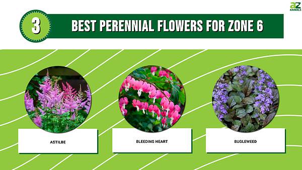 3 Best Perennial Flowers For Zone 6 - A-Z Animals