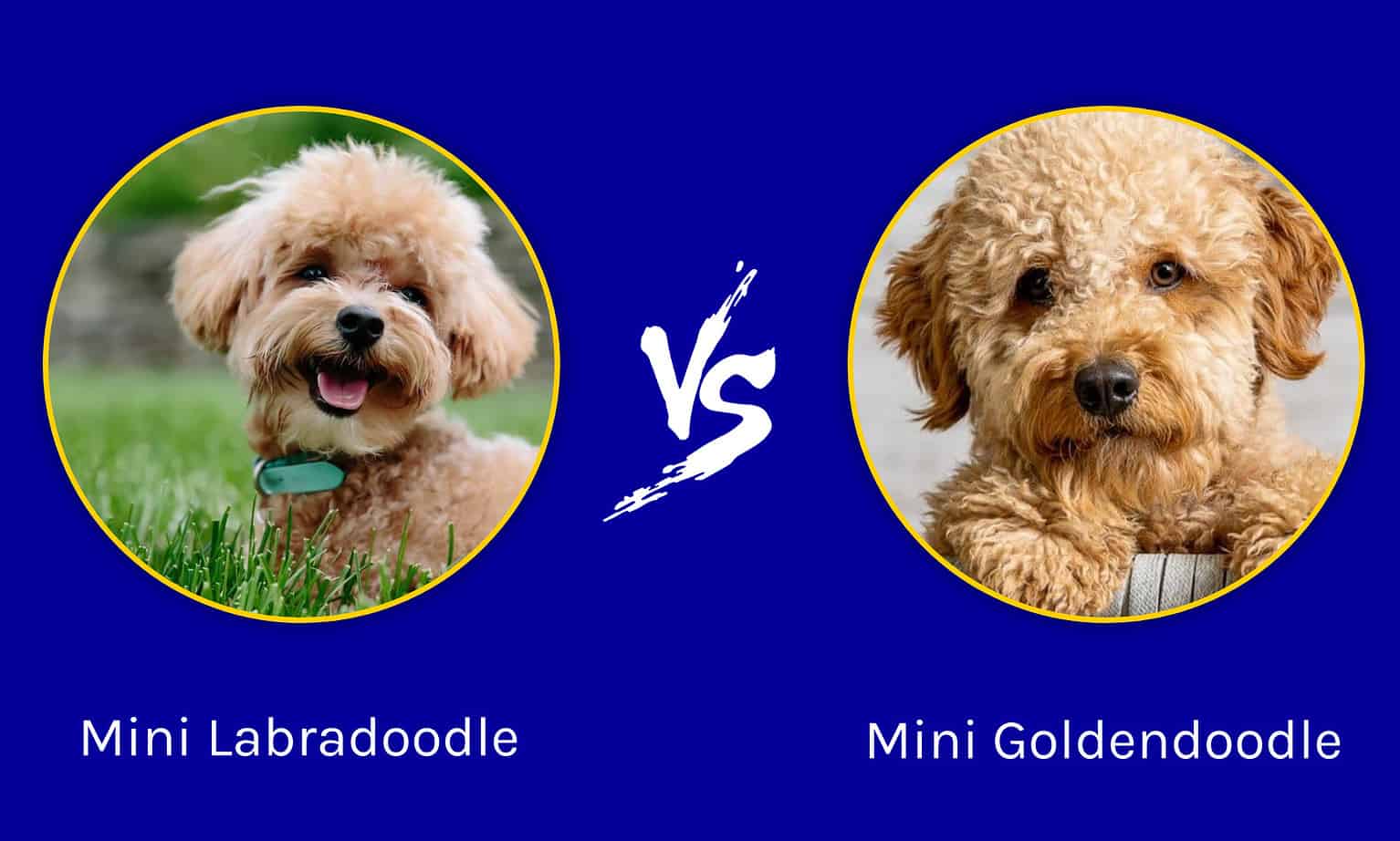 Mini Labradoodle vs. Mini Goldendoodle - A-Z Animals