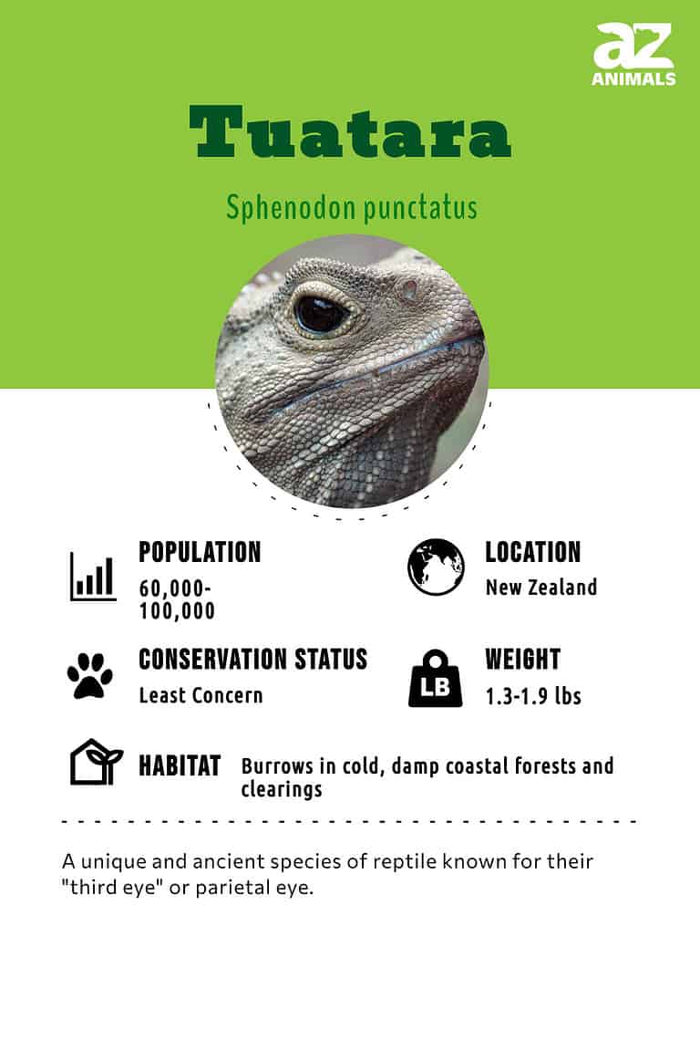 Tuatara Animal Facts - Sphenodon Punctatus - A-Z Animals