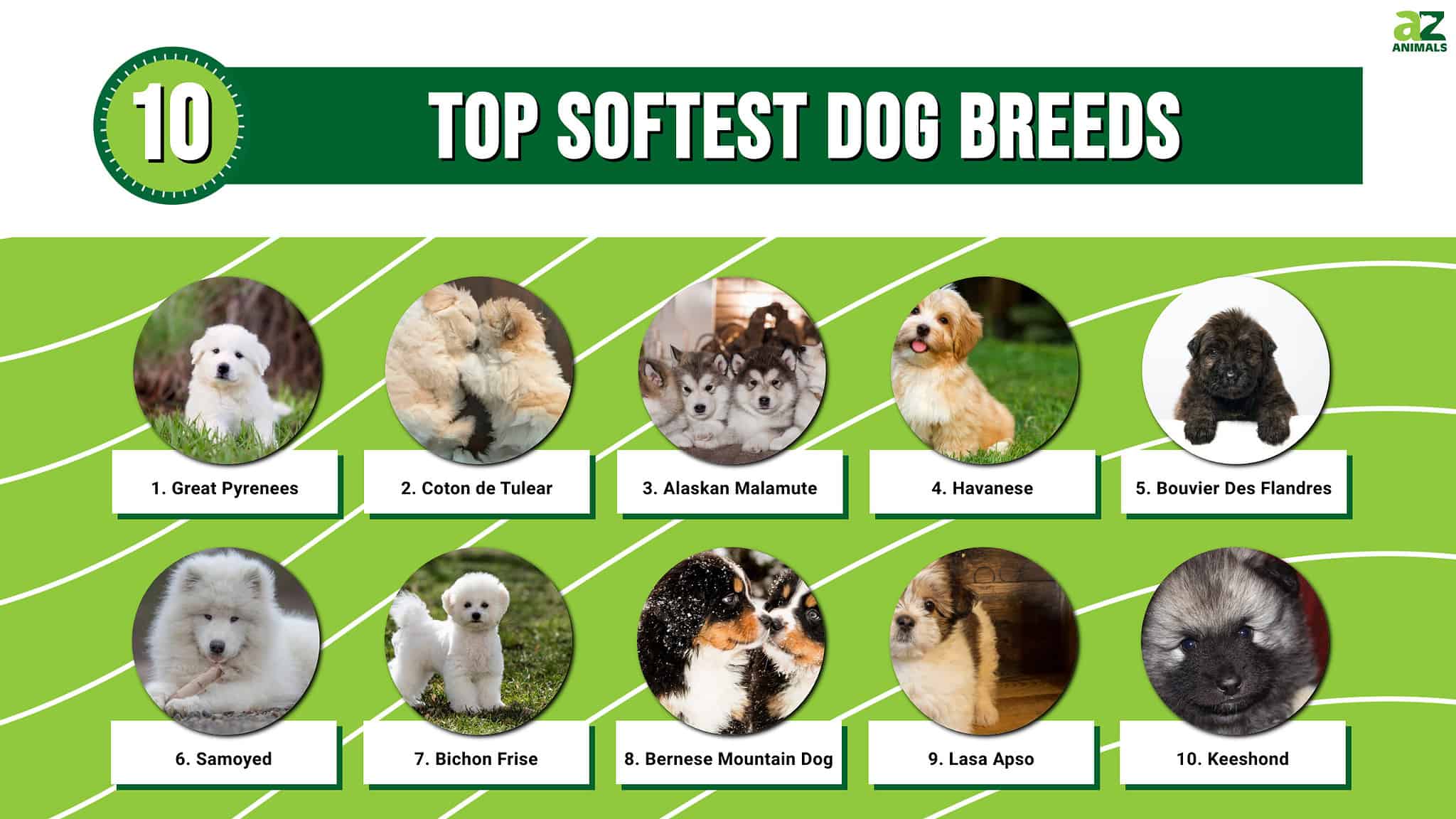 Top 10 Softest Dog Breeds - A-Z Animals
