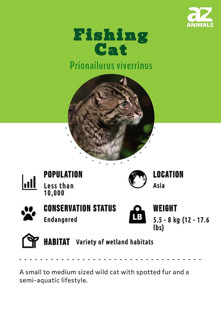 Fishing Cat Animal Facts - Prionailurus viverrinus - A-Z Animals