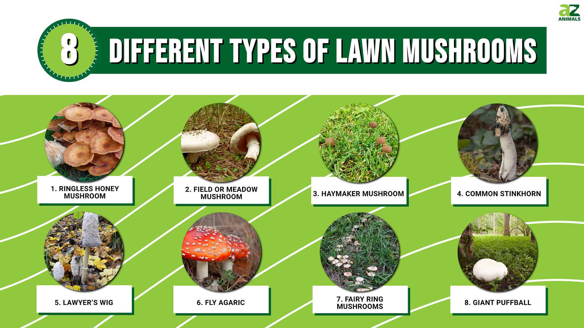 The 8 Different Types of Lawn Mushrooms - A-Z Animals