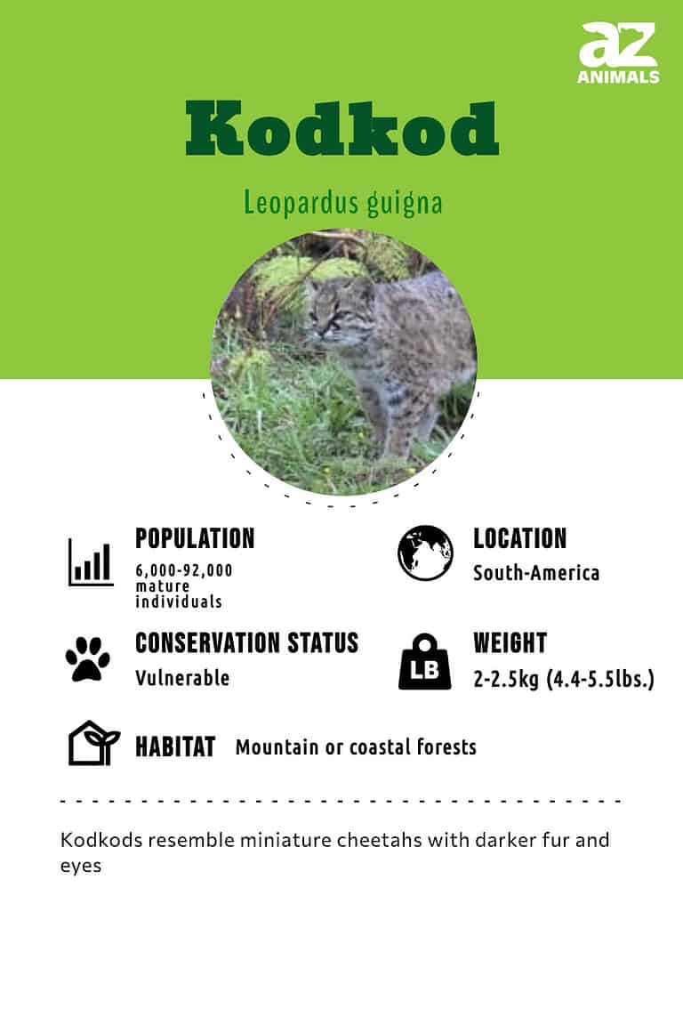 Kodkod Animal Facts - Leopardus guigna - A-Z Animals