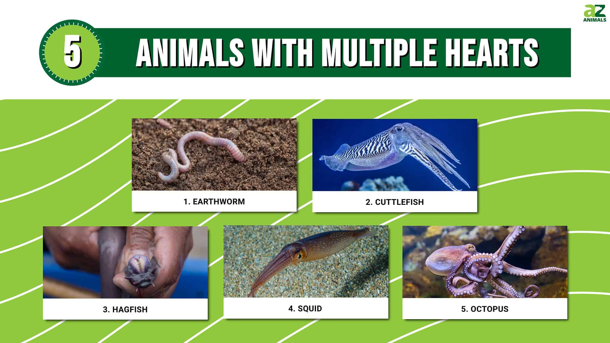 5 Stunning Animals That Have Multiple Hearts - A-Z Animals