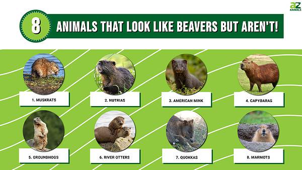 Discover 8 Animals That Look Like Beavers (But Aren't!) - A-Z Animals