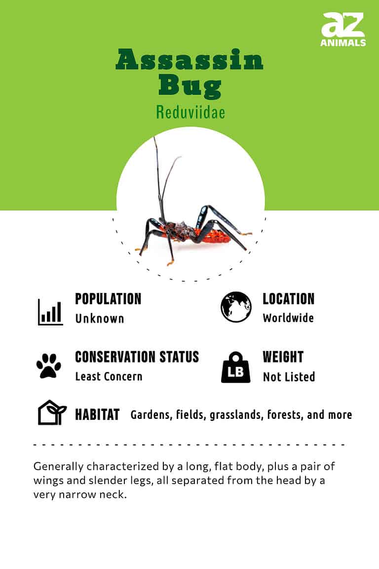 Assassin Bug Insect Facts - Reduviidae - A-Z Animals