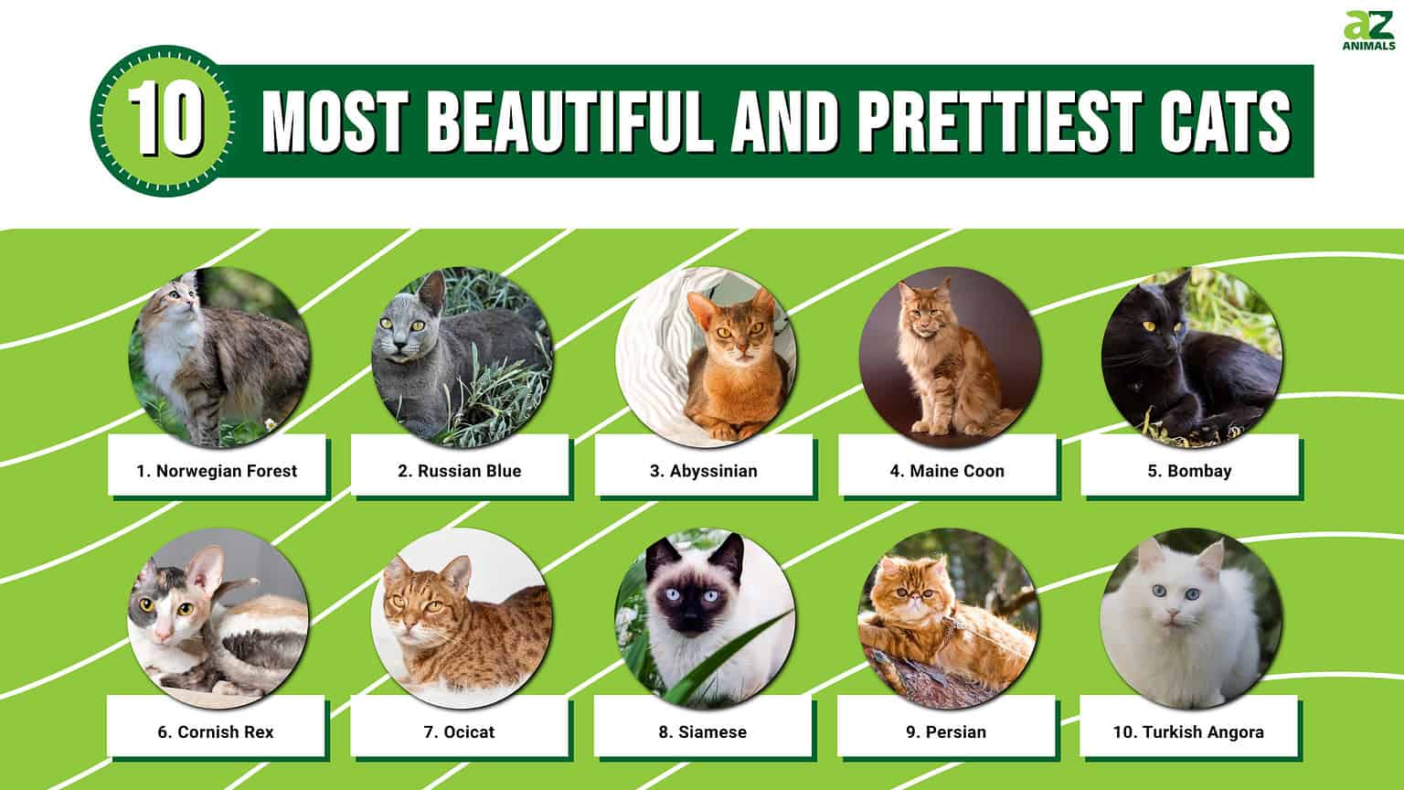 Top 10 Most Beautiful and Prettiest Cats - A-Z Animals
