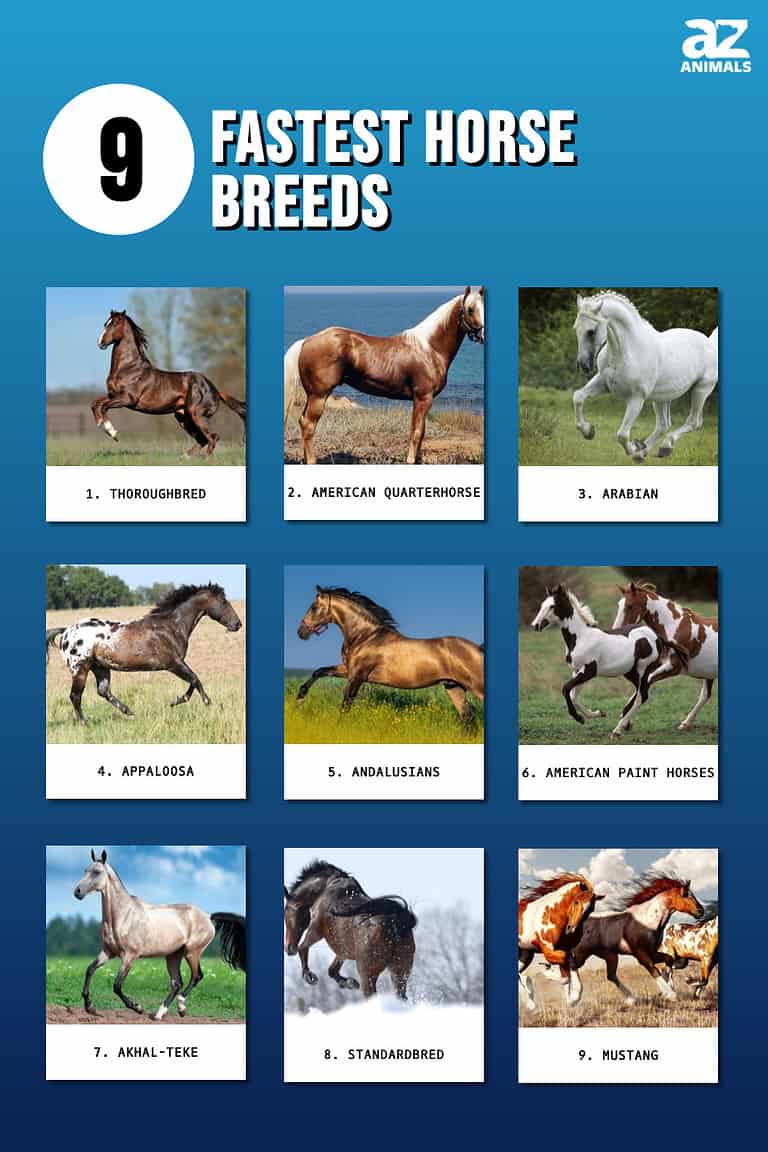 Top 9 Fastest Horses - A-Z Animals