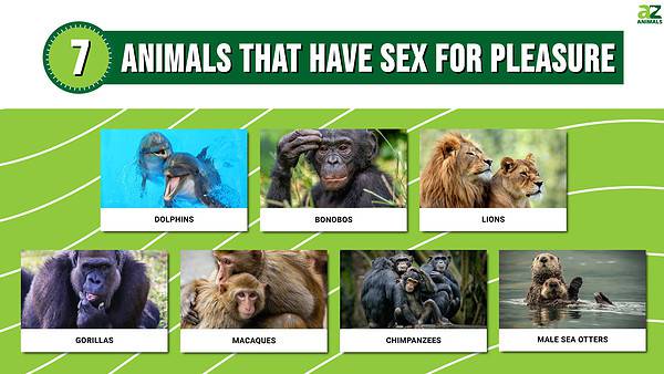 7 Animals That Have Sex for Pleasure - A-Z Animals