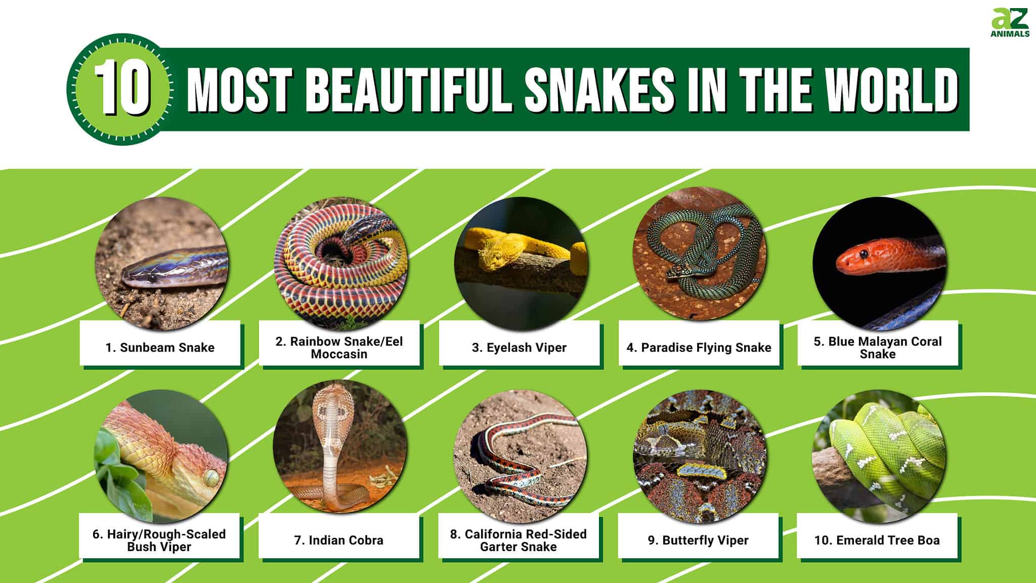 10 Most Beautiful Snakes In The World - A-Z Animals