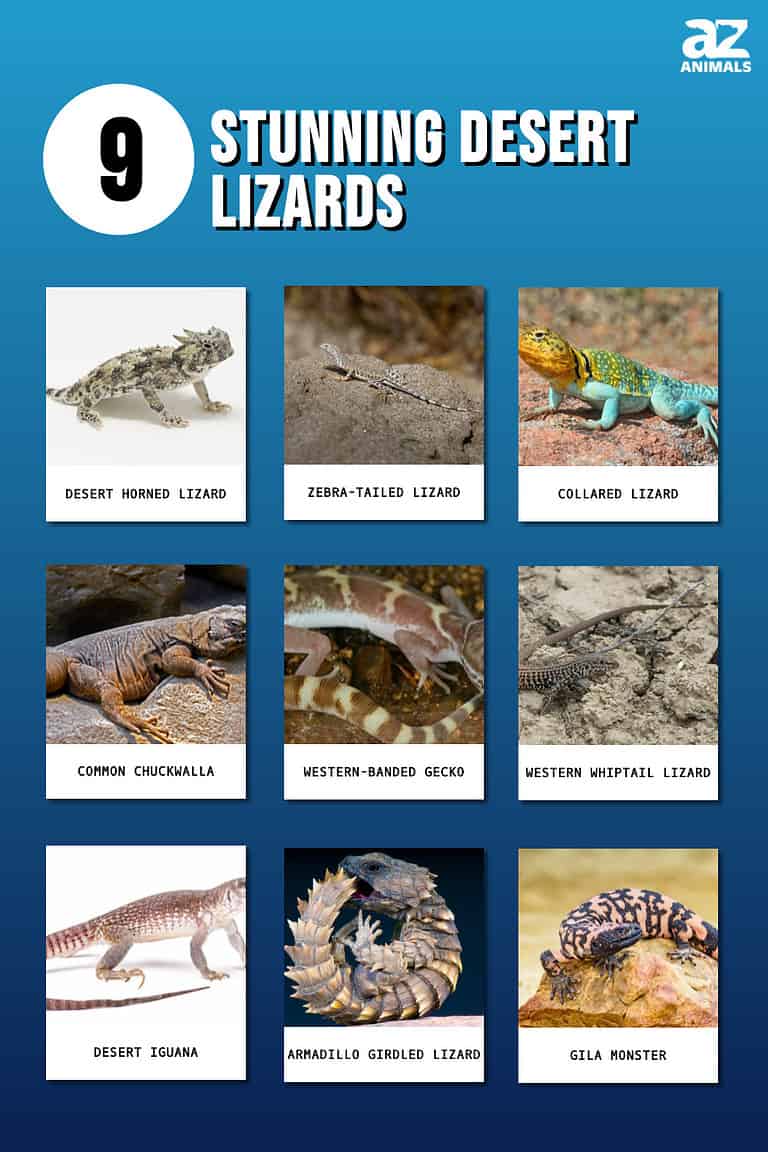 9 Stunning Desert Lizards - A-Z Animals