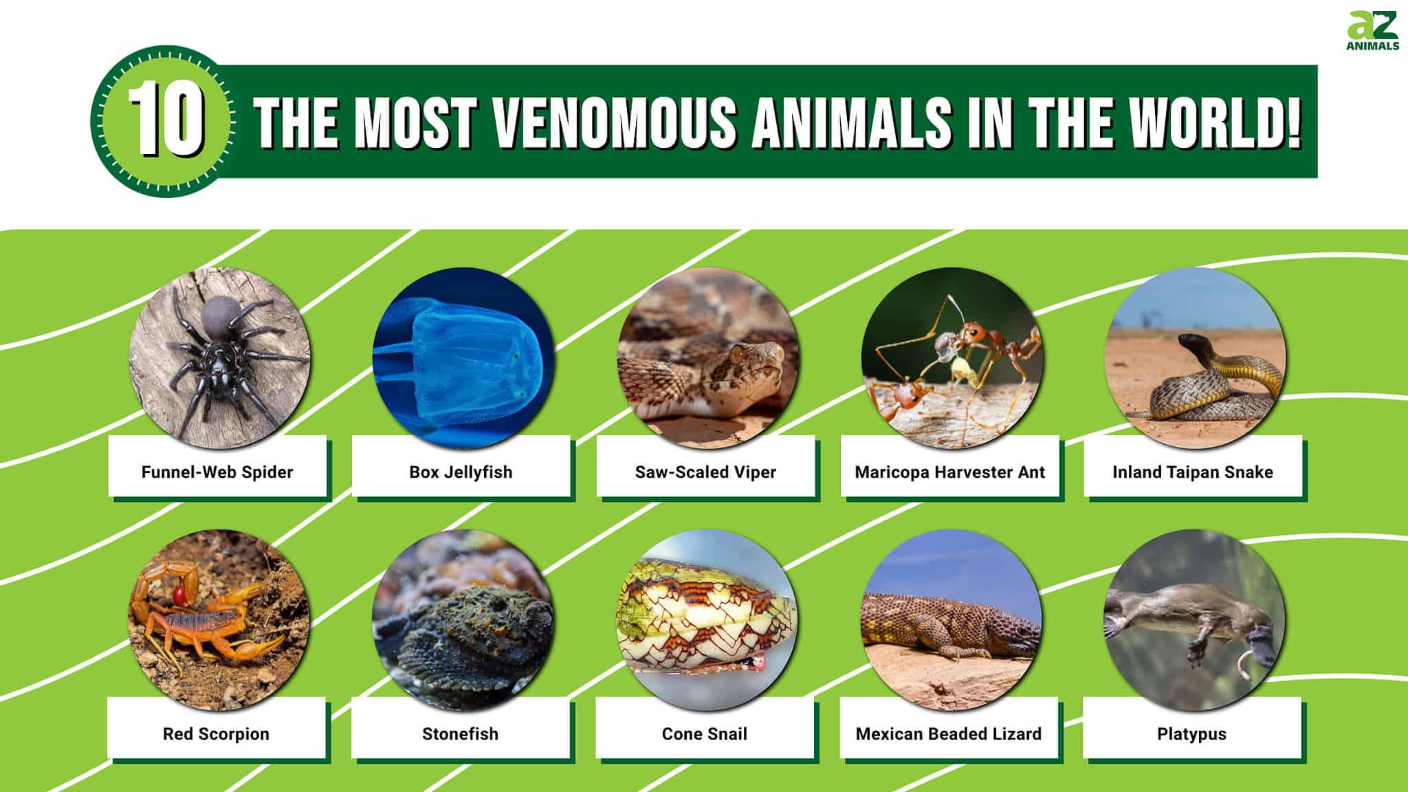 These 10 Venomous Animals Can Kill in Minutes - A-Z Animals