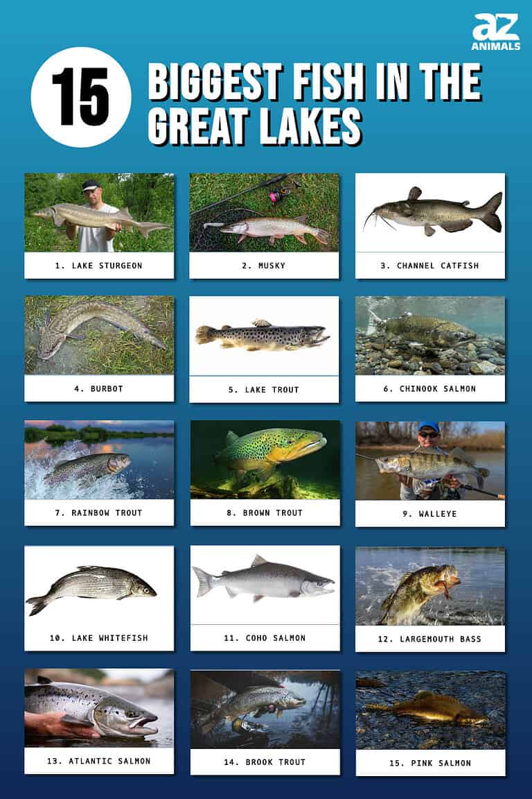 The 15 Largest Fish in the Great Lakes (Plus Honorable Mentions) - A-Z ...