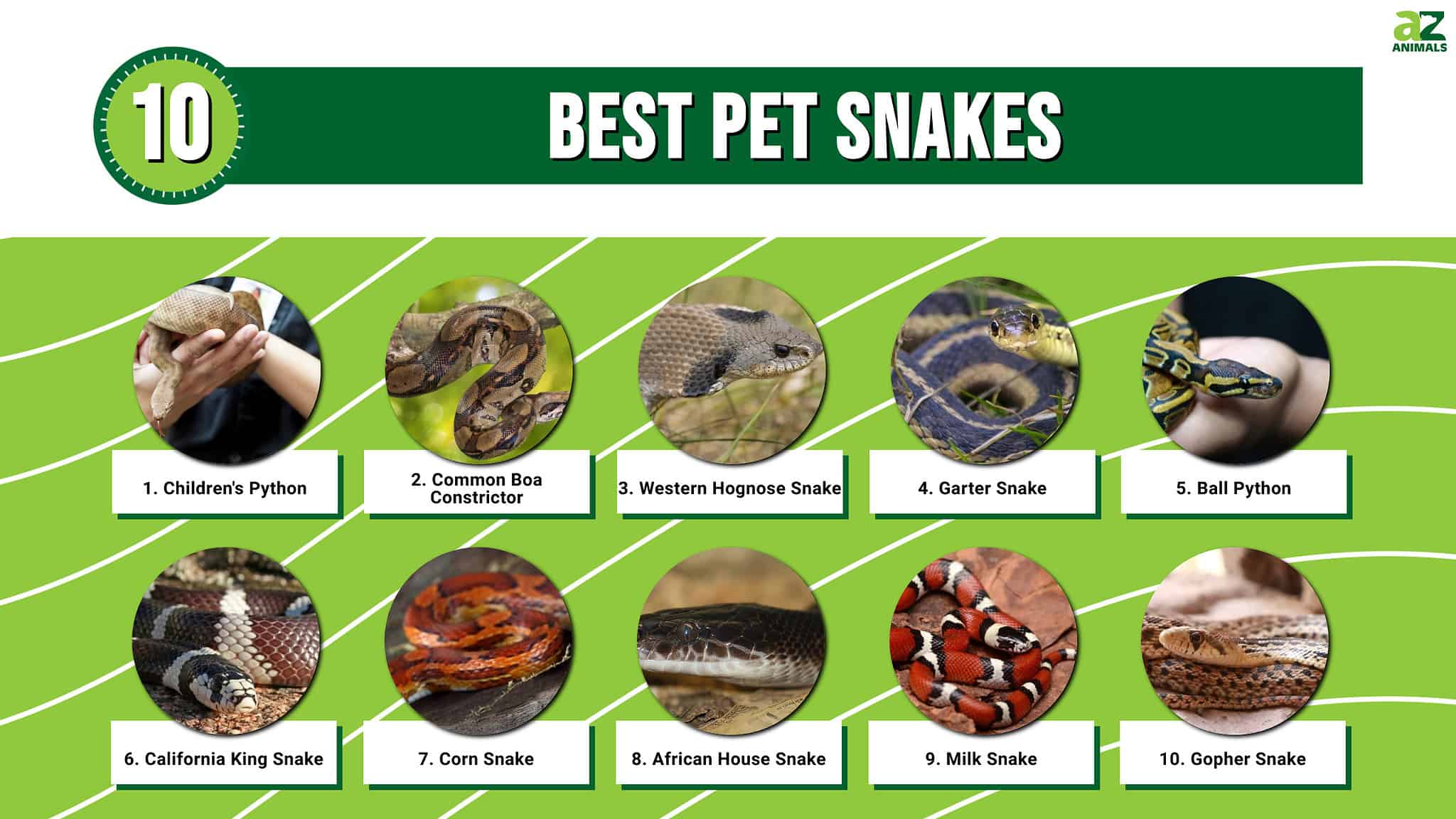 Our Top 10 Picks for Best Pet Snakes in 2024 - A-Z Animals