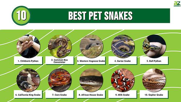 Our Top 10 Picks for Best Pet Snakes in 2024 - A-Z Animals
