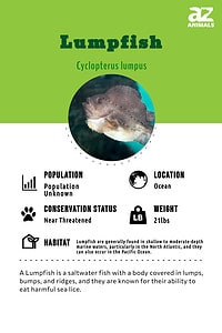 Lumpfish Animal Facts - Cyclopterus lumpus - A-Z Animals