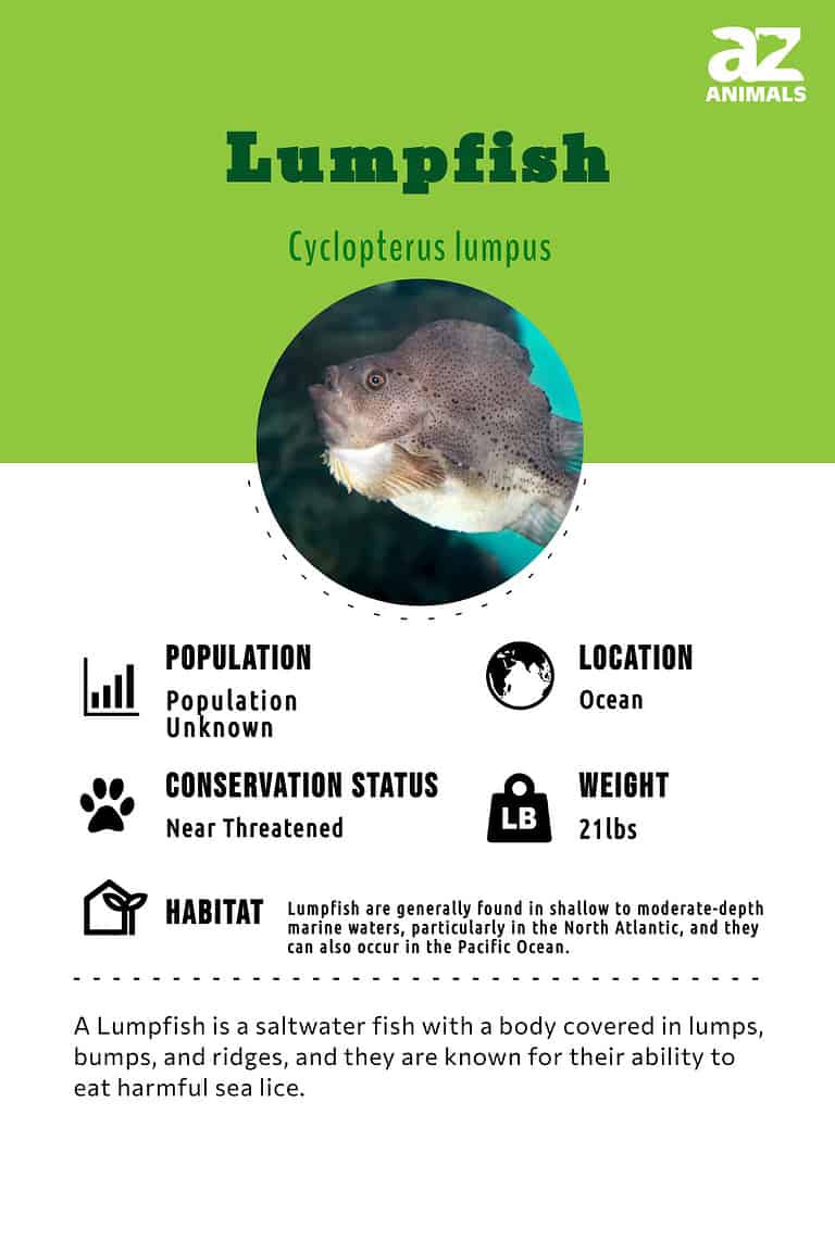 Lumpfish Fish Facts - Cyclopterus lumpus - A-Z Animals