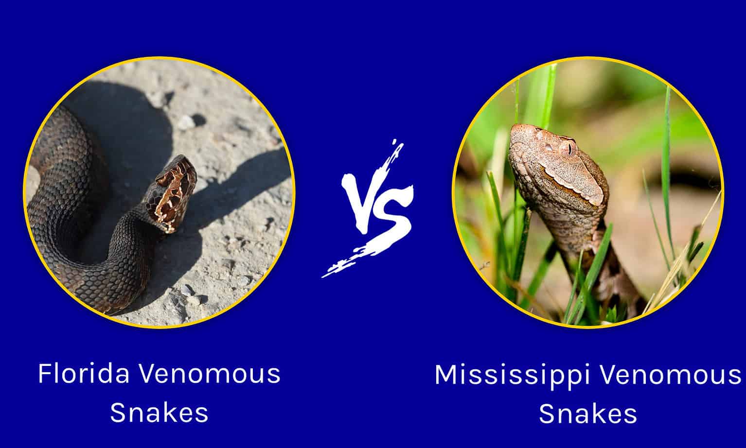 Florida vs. Mississippi: Which State Has More Venomous Snakes? - A-Z ...
