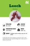 Leech Animal Facts - Hirudinea - A-Z Animals