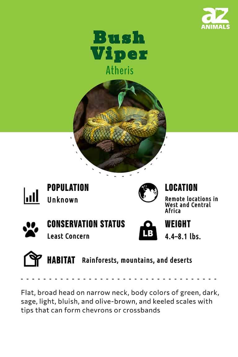 Bush Viper Animal Facts - A-Z Animals