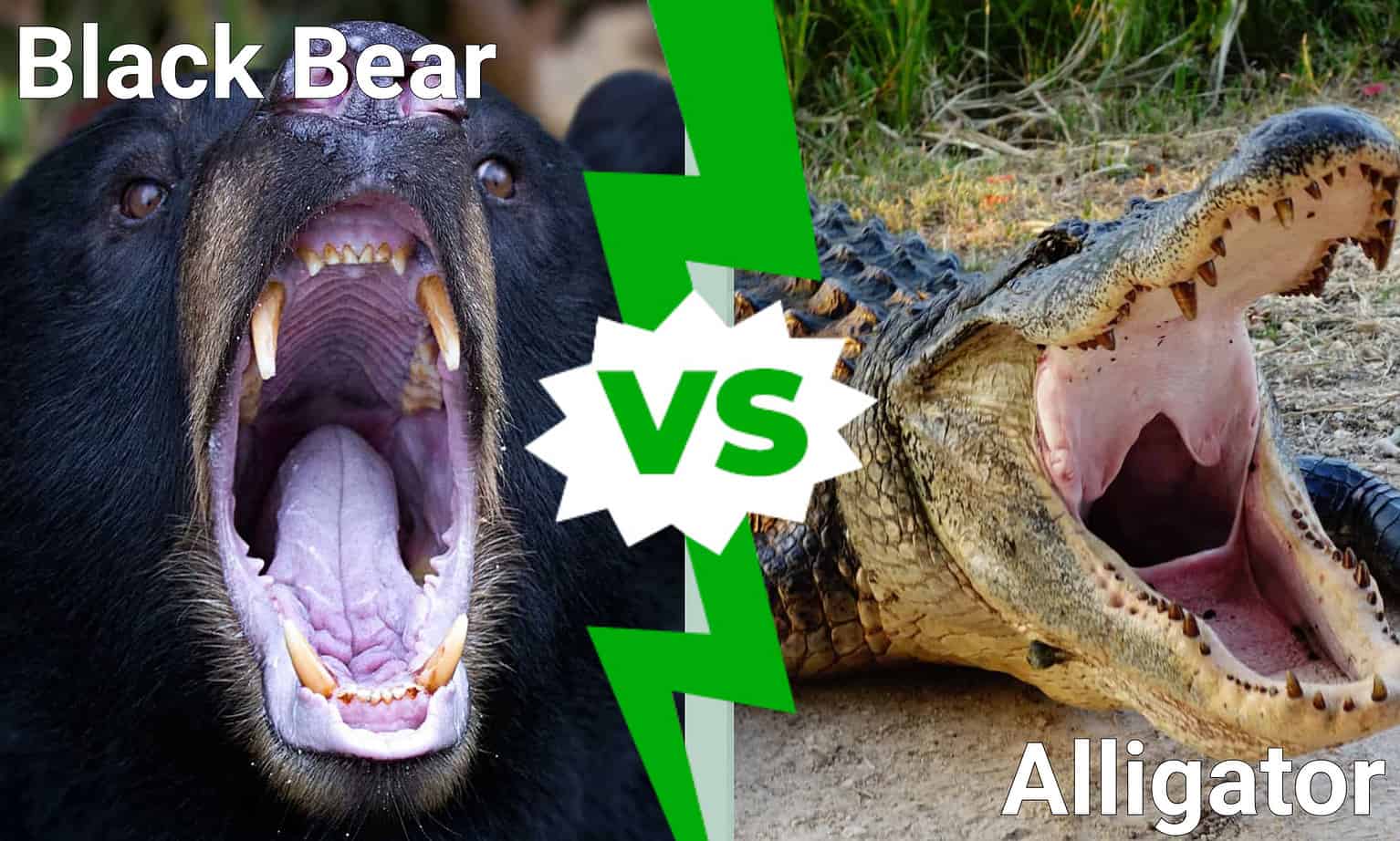 Florida Showdown: Who Emerges Victorious in a Black Bear vs. Alligator ...