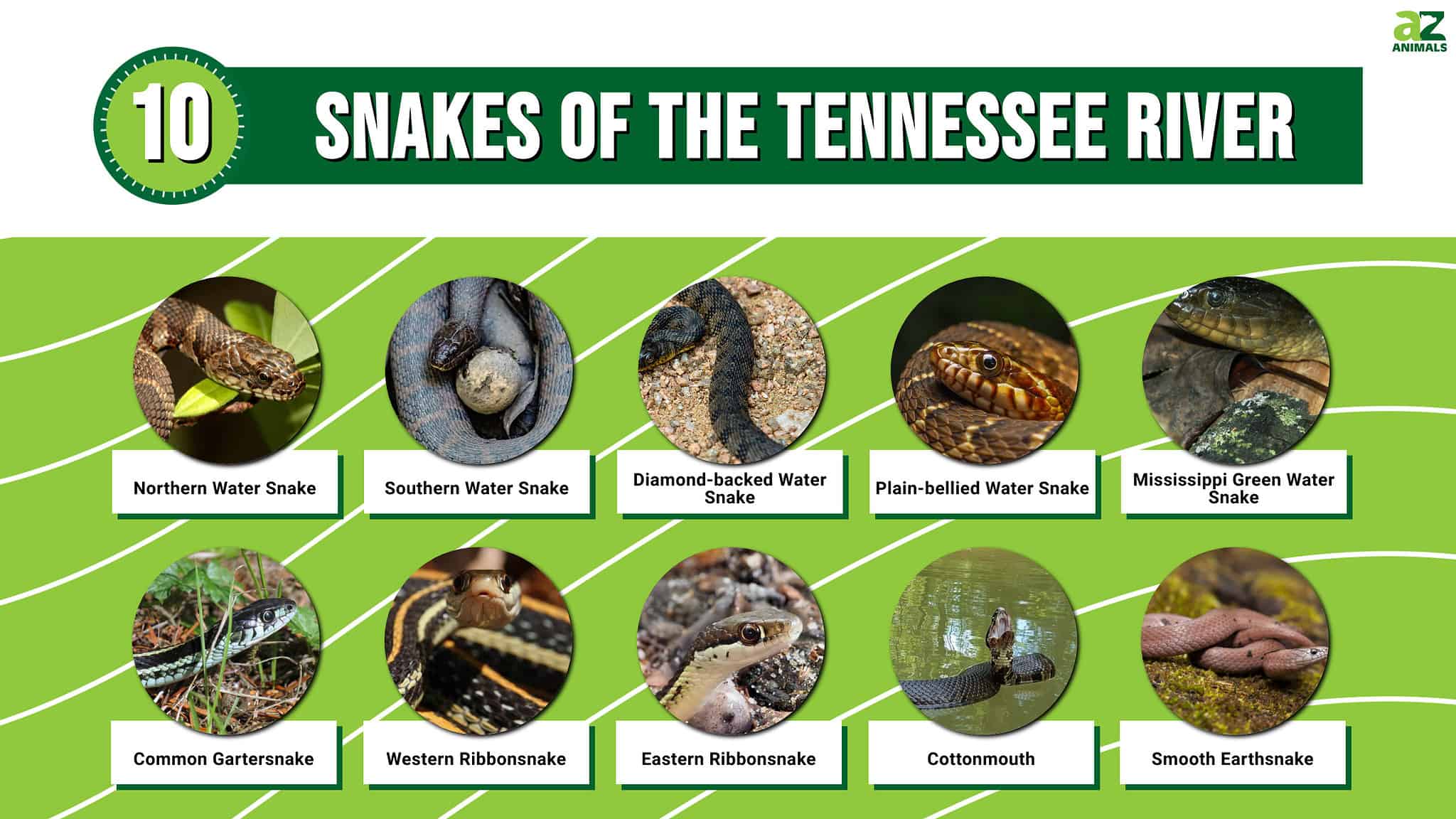 Meet 10 Snakes of the Tennessee River - A-Z Animals