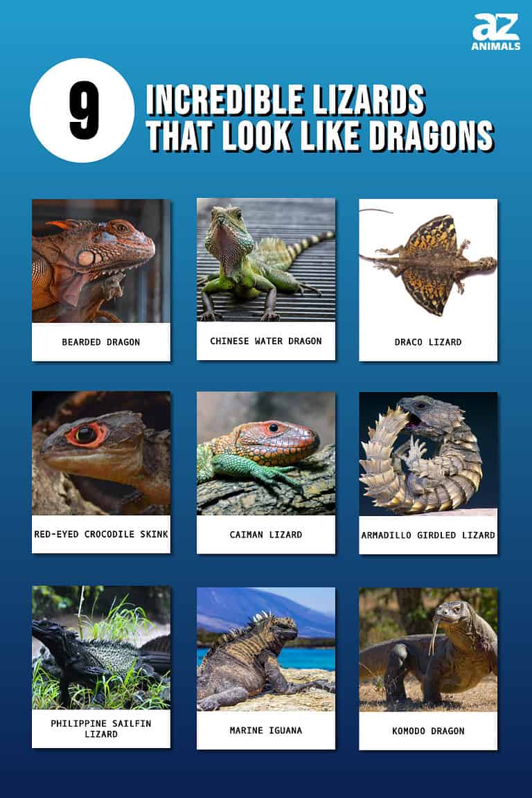 These Awe-Inspiring Lizards Look Like Dragons - A-Z Animals