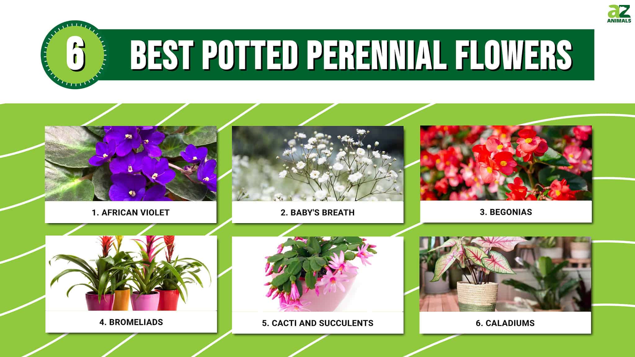 6 Best Potted Perennial Flowers - A-Z Animals