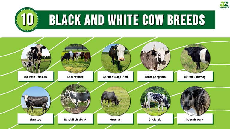 Discover 10 Black and White Cow Breeds - A-Z Animals