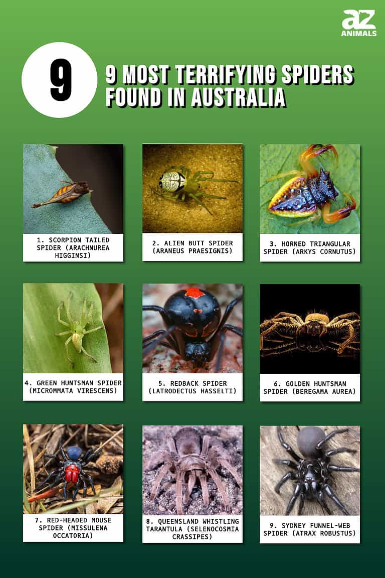9 Most Terrifying Spiders Found in Australia - A-Z Animals