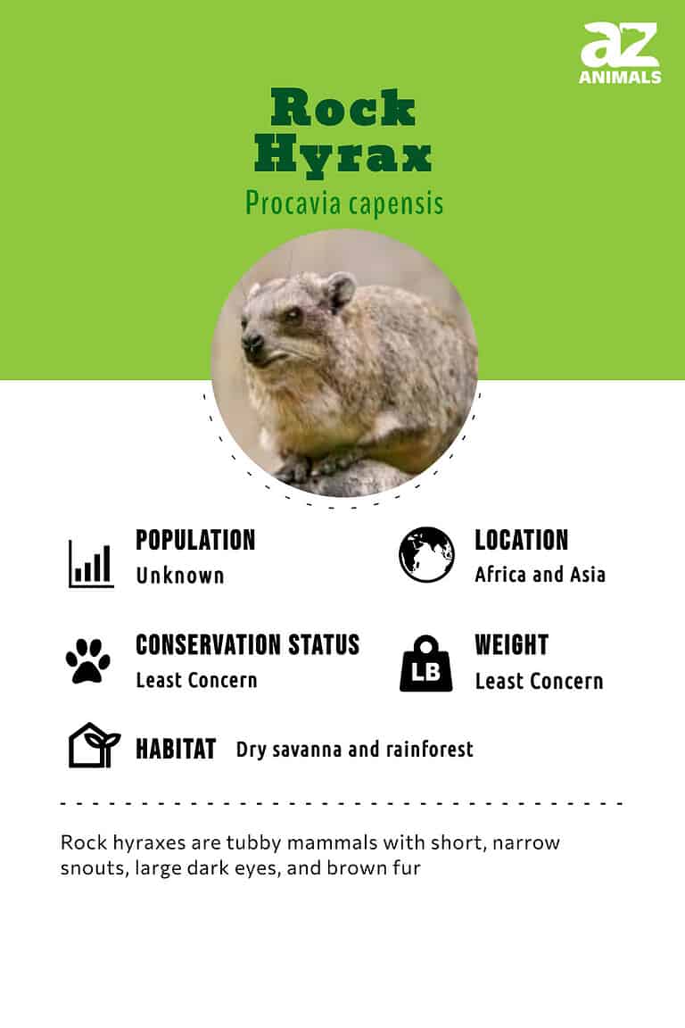 Rock Hyrax Animal Facts - Procavia capensis - A-Z Animals