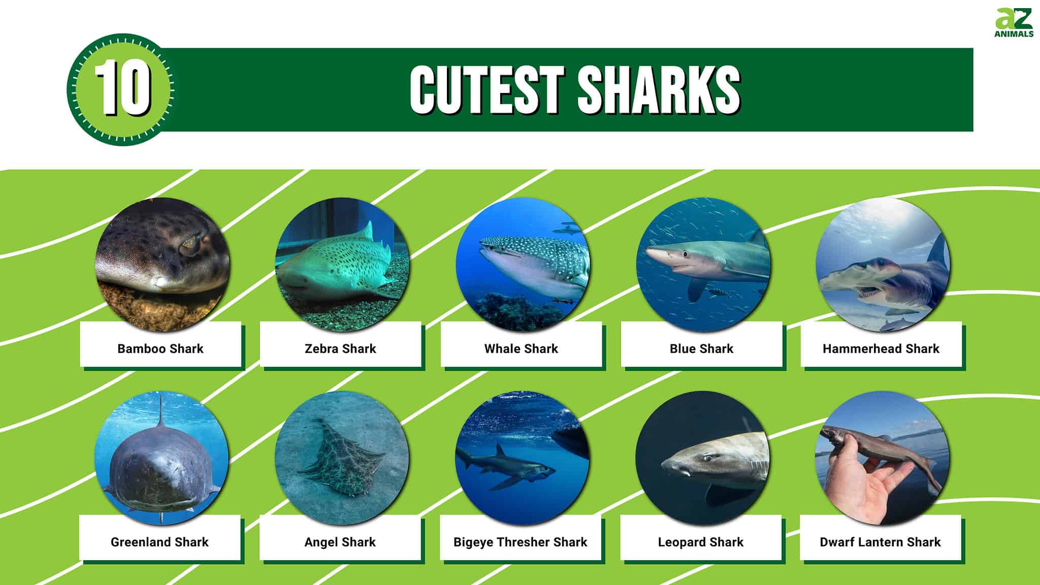 10 Cutest Sharks (One Is As Big As A School Bus!) - A-Z Animals