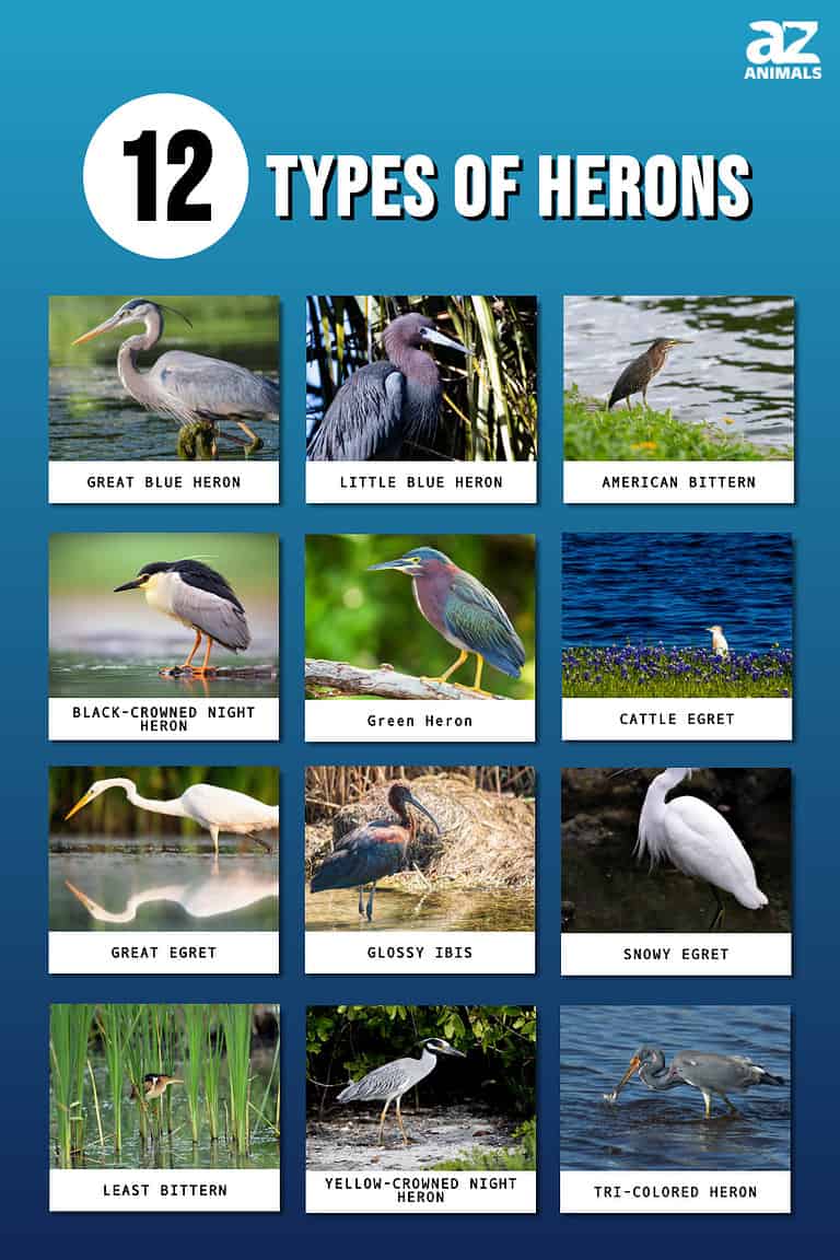 12 Types of Heron Birds - A-Z Animals