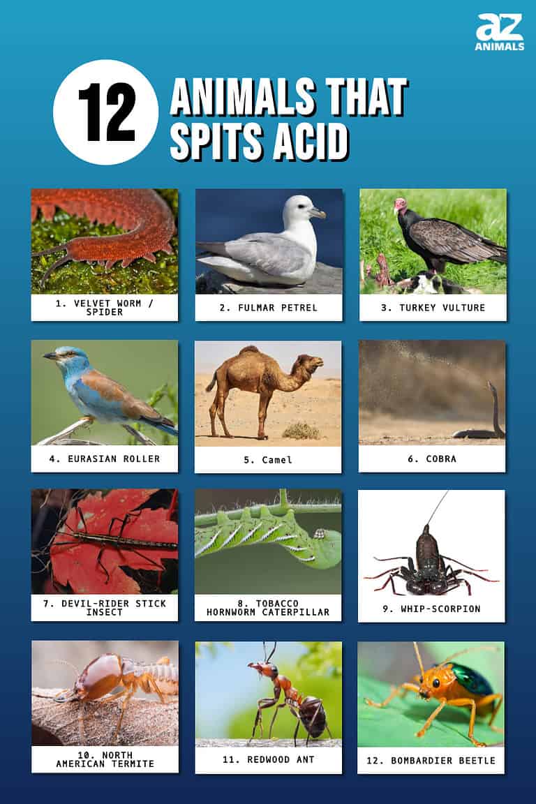 Whoa! Check Out These 12 Animals That Spit Acid - A-Z Animals