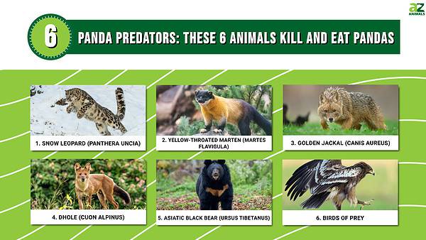 Panda Predators: These 6 Animals Kill and Eat Pandas - A-Z Animals