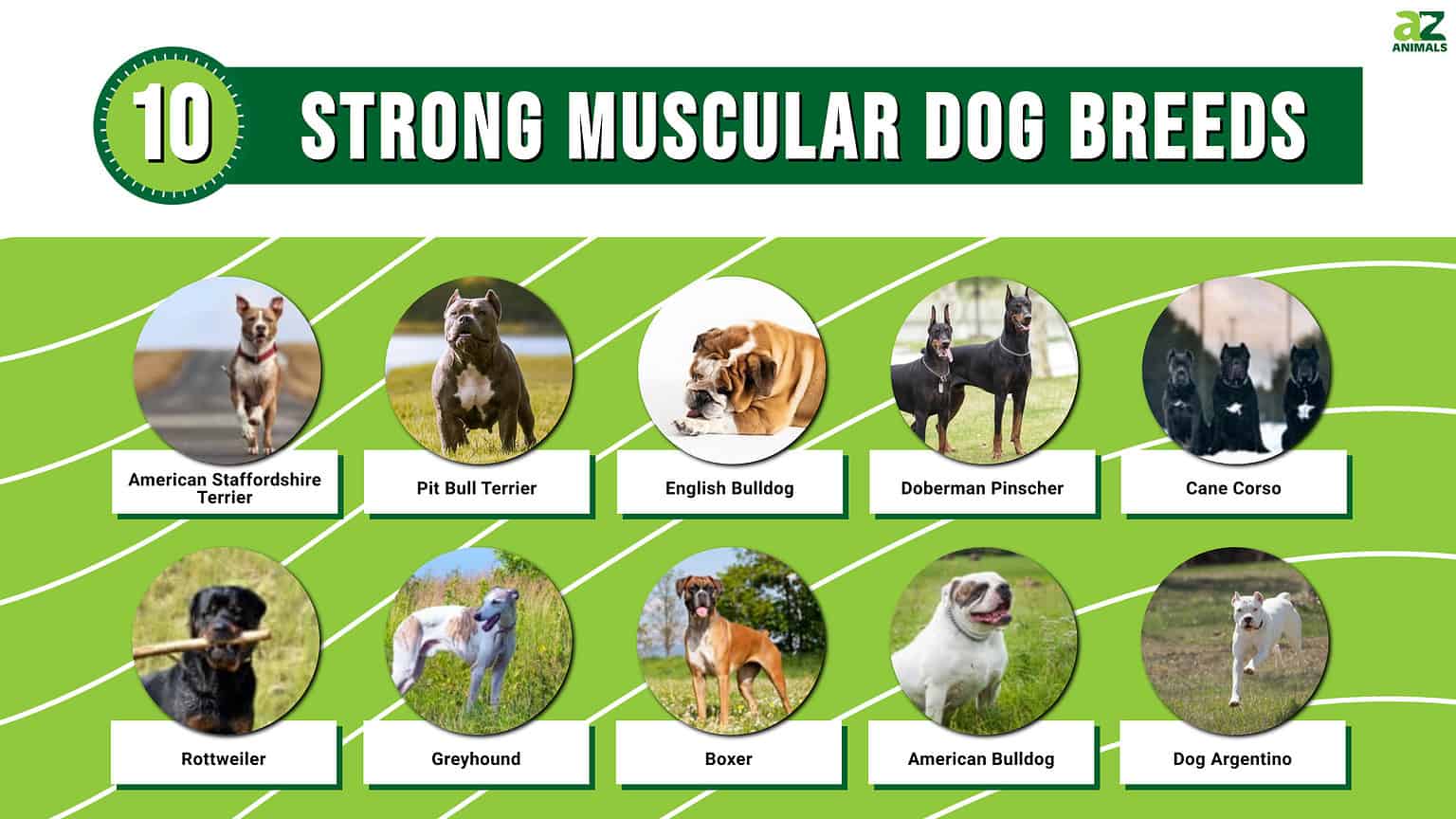 These Muscular Dog Breeds Are Intimidating Yet Are Great Pets - A-Z ...