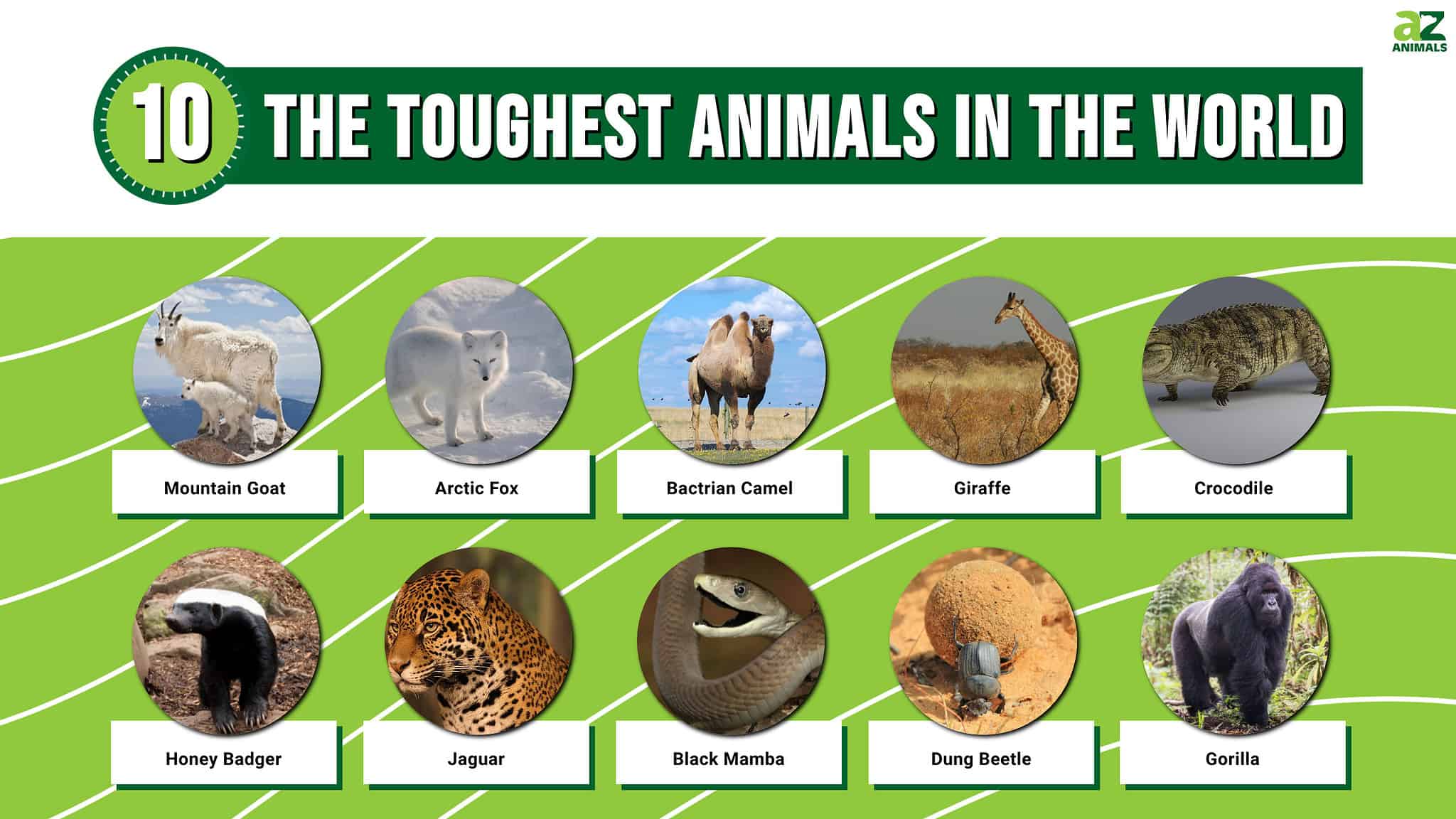 Nearly Invincible The 10 Toughest Animals On Earth A Z Animals Nearly Invincible The 10 Toughest Animals On Earth A Z Animals
