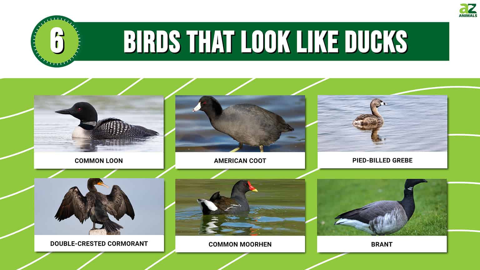 6 Birds That Look Like Ducks - A-Z Animals