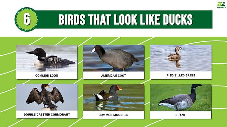 6 Birds That Look Like Ducks - A-Z Animals