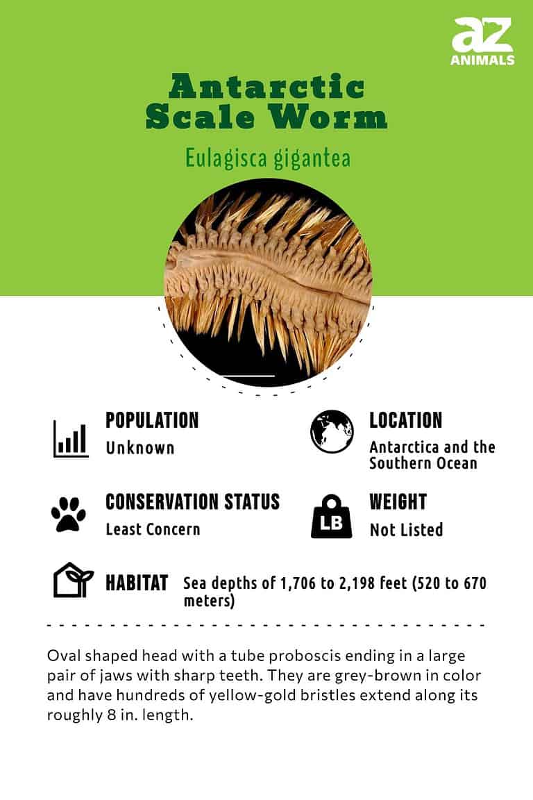 Antarctic Scale Worm Animal Facts - Eulagisca gigantea - A-Z Animals