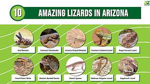 Discover 10 Amazing Lizards in Arizona - A-Z Animals