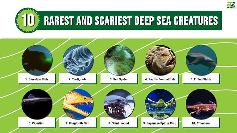 10 Deep Sea Creatures: Discover the Rarest Scariest Animals Beneath the Seas! - A-Z Animals