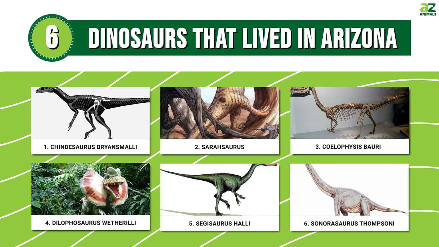6 Dinosaurs That Lived In Arizona (And Where To See Fossils Today) - A ...