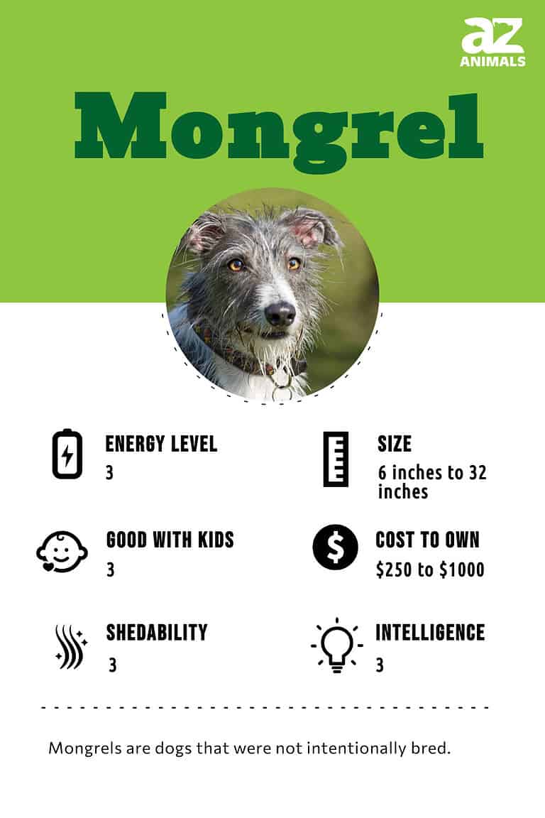 Mongrel Animal Facts - Canis Lupus - A-Z Animals