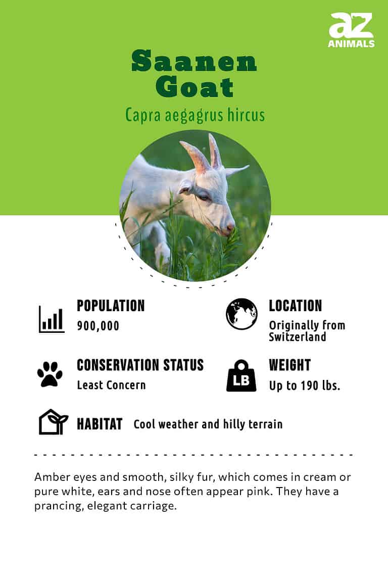 Saanen Goat Animal Facts - Capra hircus - A-Z Animals